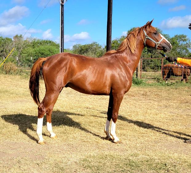 ARABIAN HORSES FOR SALE, SAN ANTONIO TEXAS AREA