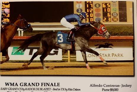 ARABIAN HORSES FOR SALE, SAN ANTONIO TEXAS AREA